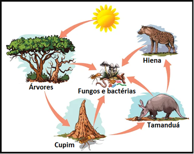 Blog do Prof. Warles: QUIZ 07: CIÊNCIAS 4° Ano